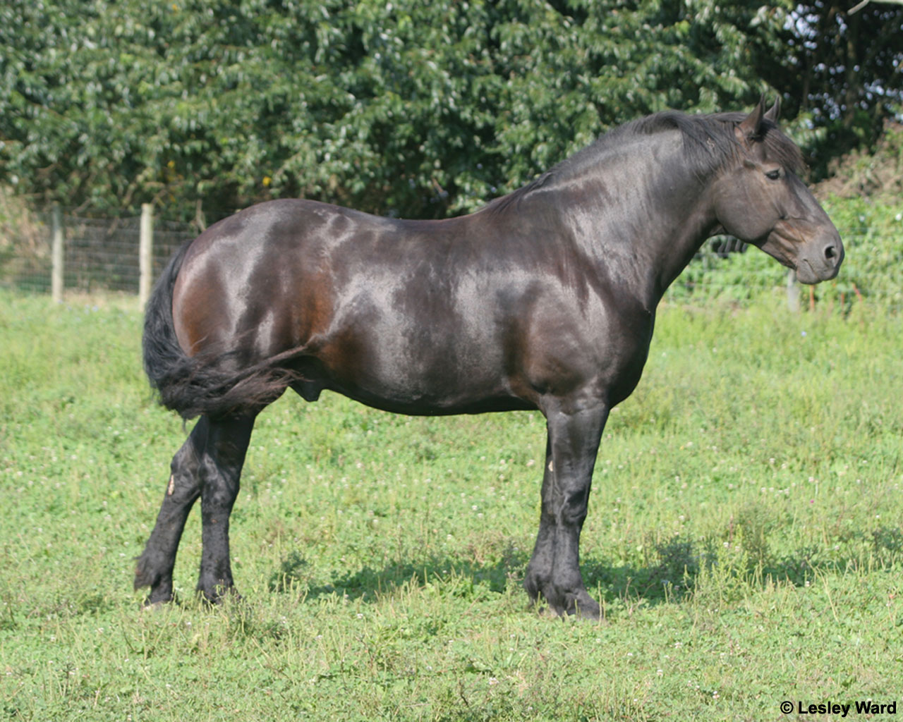 Quarter Horse X Percheron - 1280x1024 Wallpaper - teahub.io
