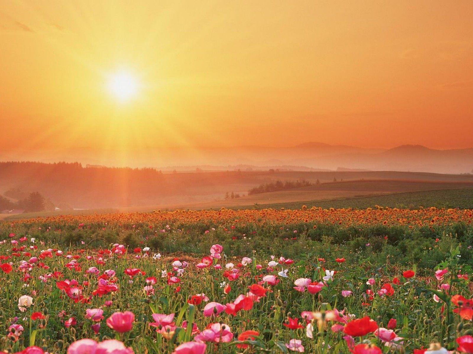 Field Of Flowers Sunshine Wallpaper Hd - Sunshine Field Of Flowers ...