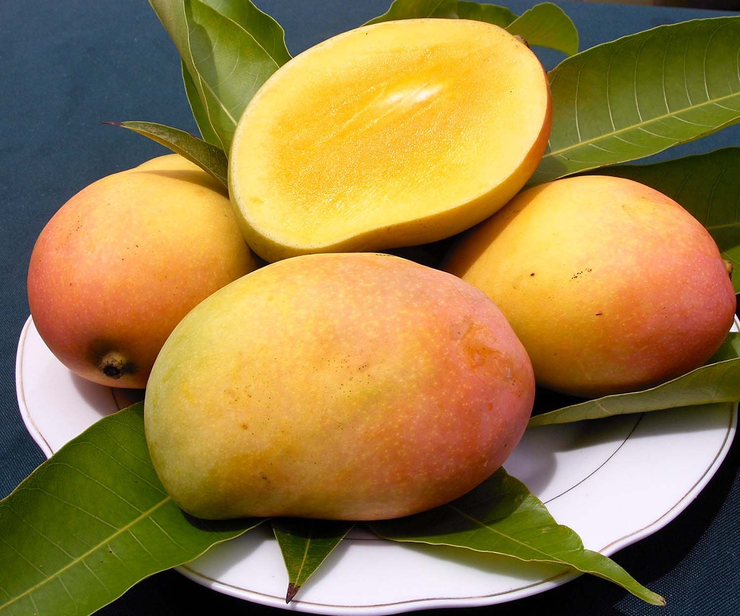 Alphonso Mango - 1500x1250 Wallpaper - teahub.io