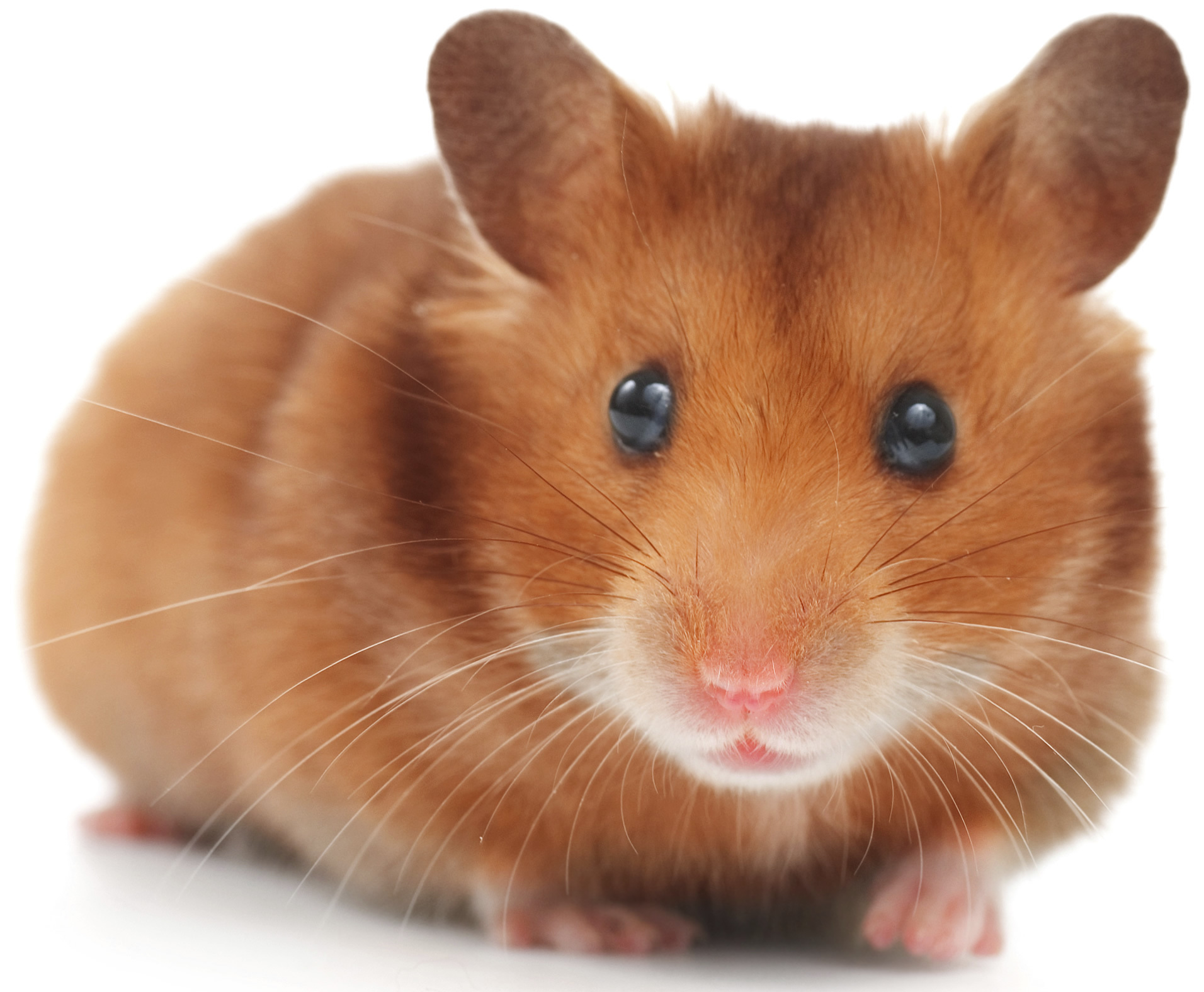 Red Hamster - 1912x1576 Wallpaper - teahub.io