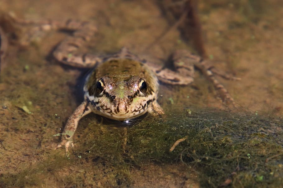 Water Frog, Animal World, Volga, Grey, Green, High, - Bufo - 910x607 ...