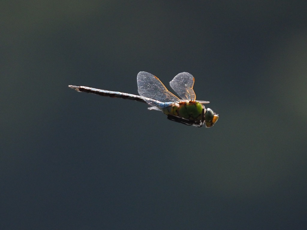 Net-winged Insects - 1024x768 Wallpaper - teahub.io