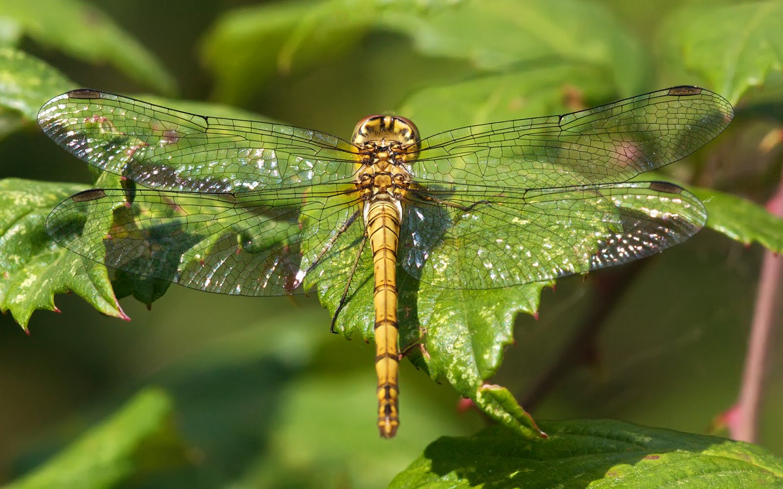 Net-winged Insects - 1600x1000 Wallpaper - teahub.io