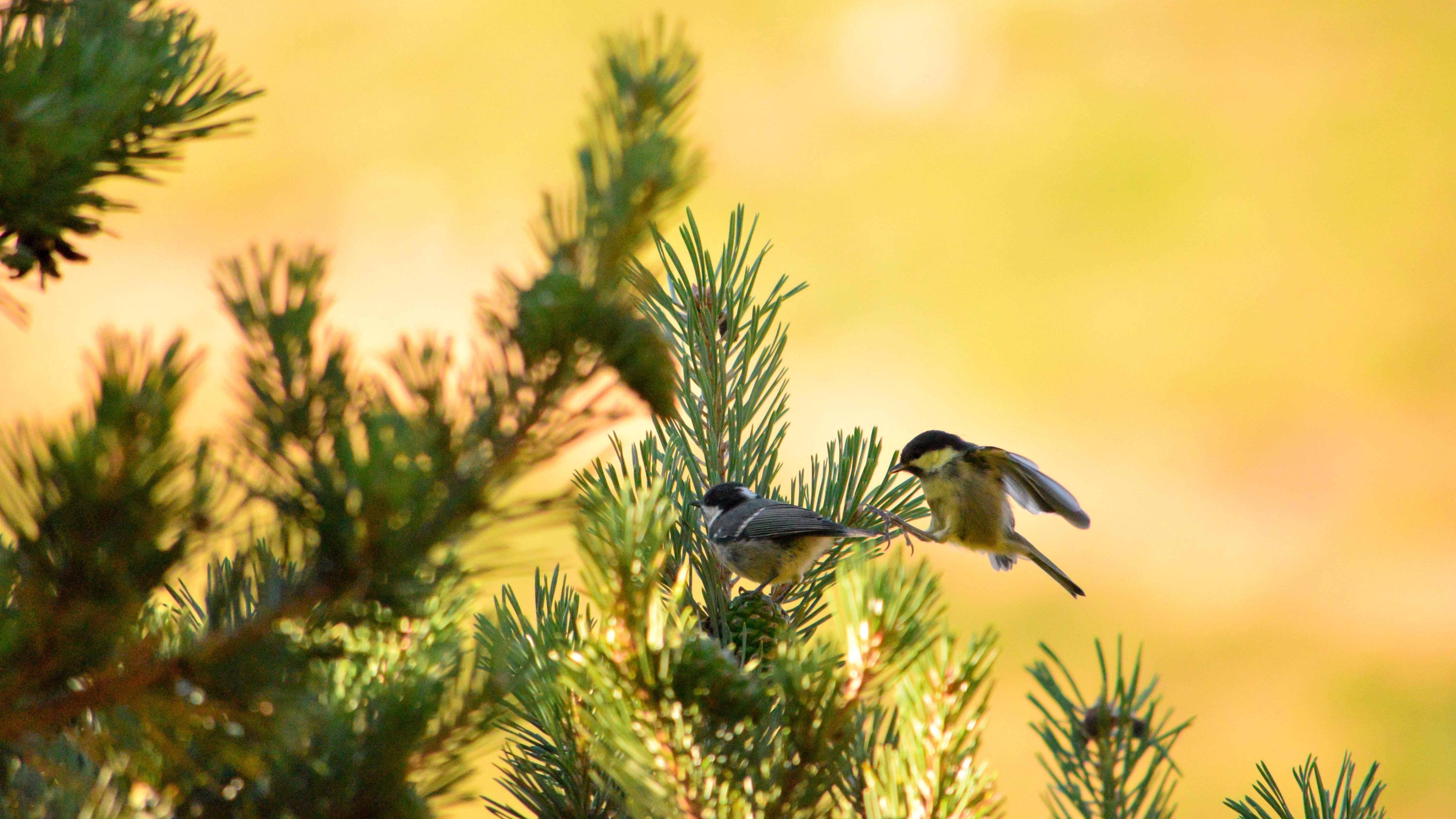 Two Birds On A Tree Wallpaper - Wallpaper - 6000x3375 Wallpaper - teahub.io
