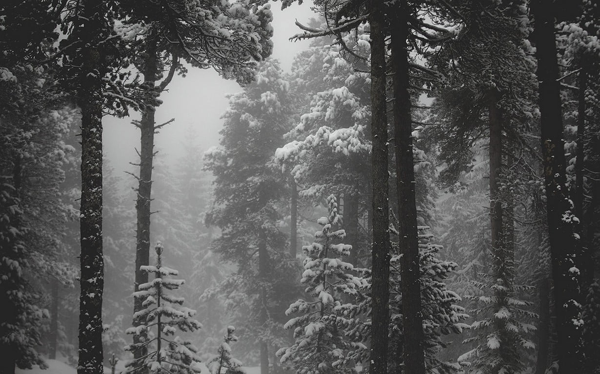 Black Metal Forests - 1230x768 Wallpaper - teahub.io