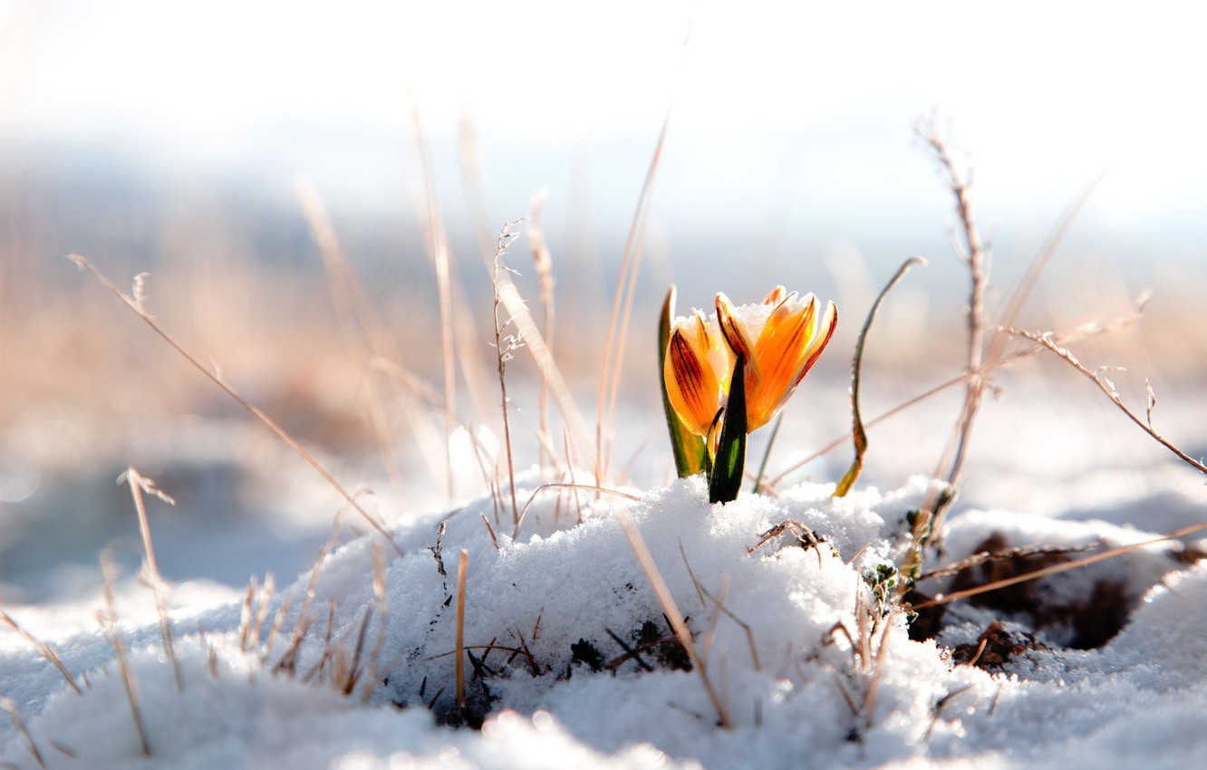 Photo Wallpaper Winter, Flower, Snow, Flowers, Background, - Early ...