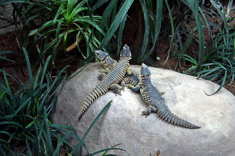 Animals, Reptile, Salamander, Geckos, Lizards, Trio, - Vrste Gustera U ...