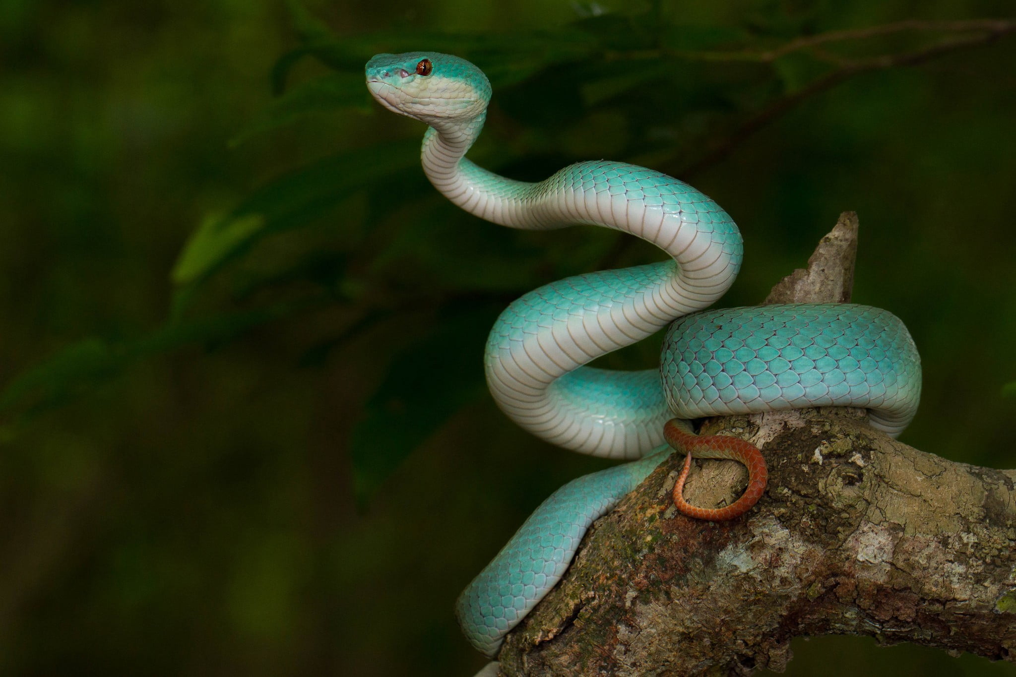 Lesser Sunda Pit Viper - 2048x1365 Wallpaper - teahub.io