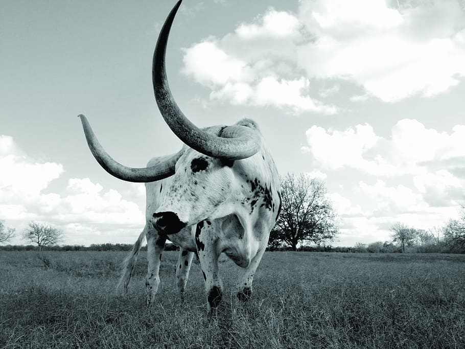 Profile Of A Longhorn, Cattle On Grasses, Longhorn - Black And White ...