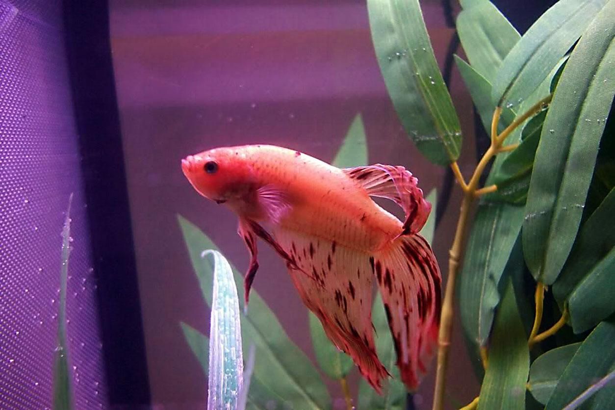 Fighter Fish Images Hd Download - 1254x836 Wallpaper - teahub.io