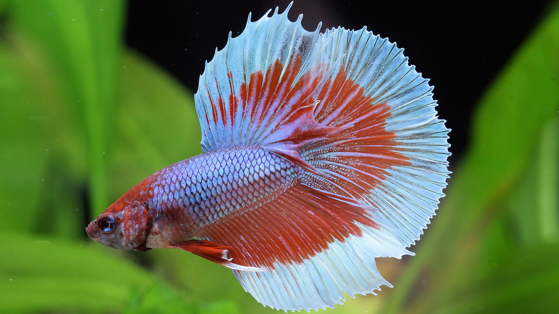 Half Moon Fighter Fish - 1920x1080 Wallpaper - teahub.io