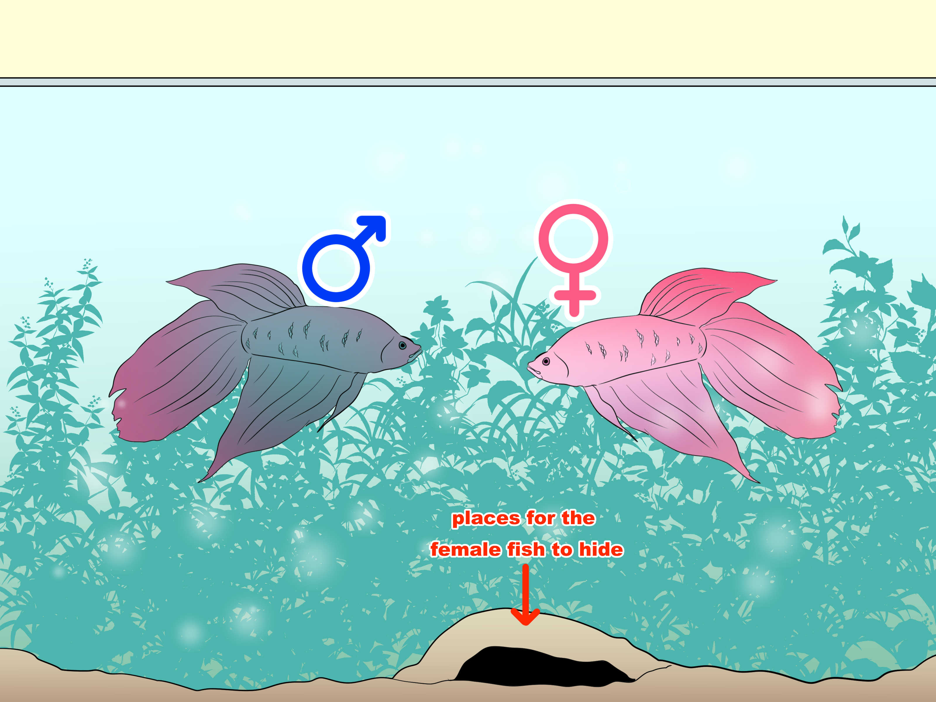 Image Titled Take Care Of A Siamese Fighting Fish Step - Take Care Of ...