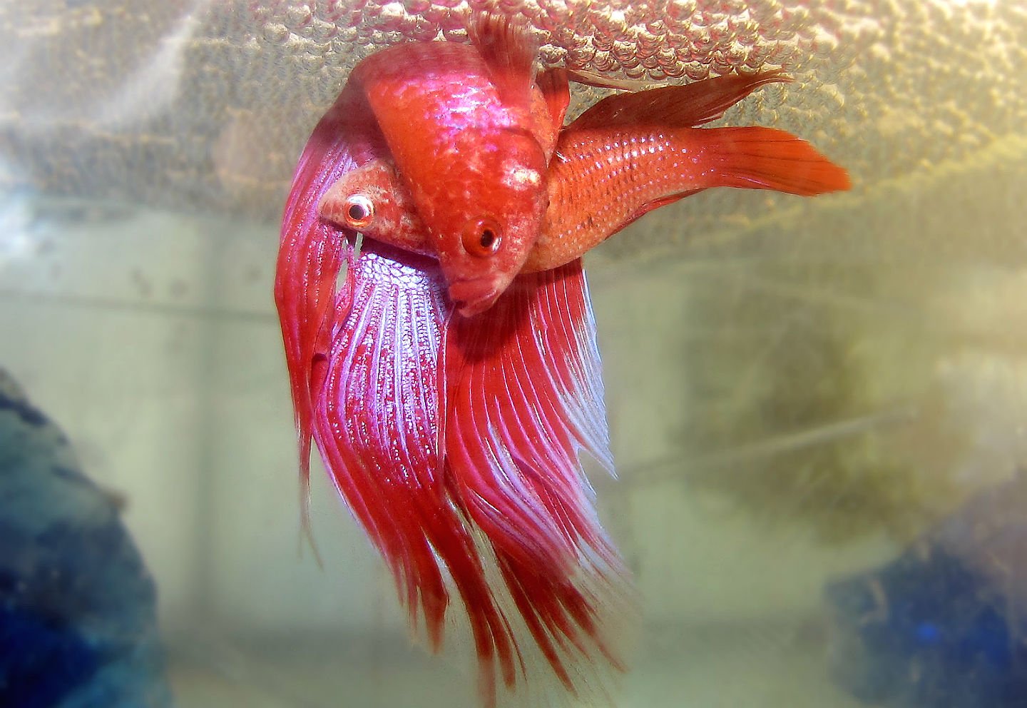 Fighter Fish Wallpaper - 1440x992 Wallpaper - teahub.io