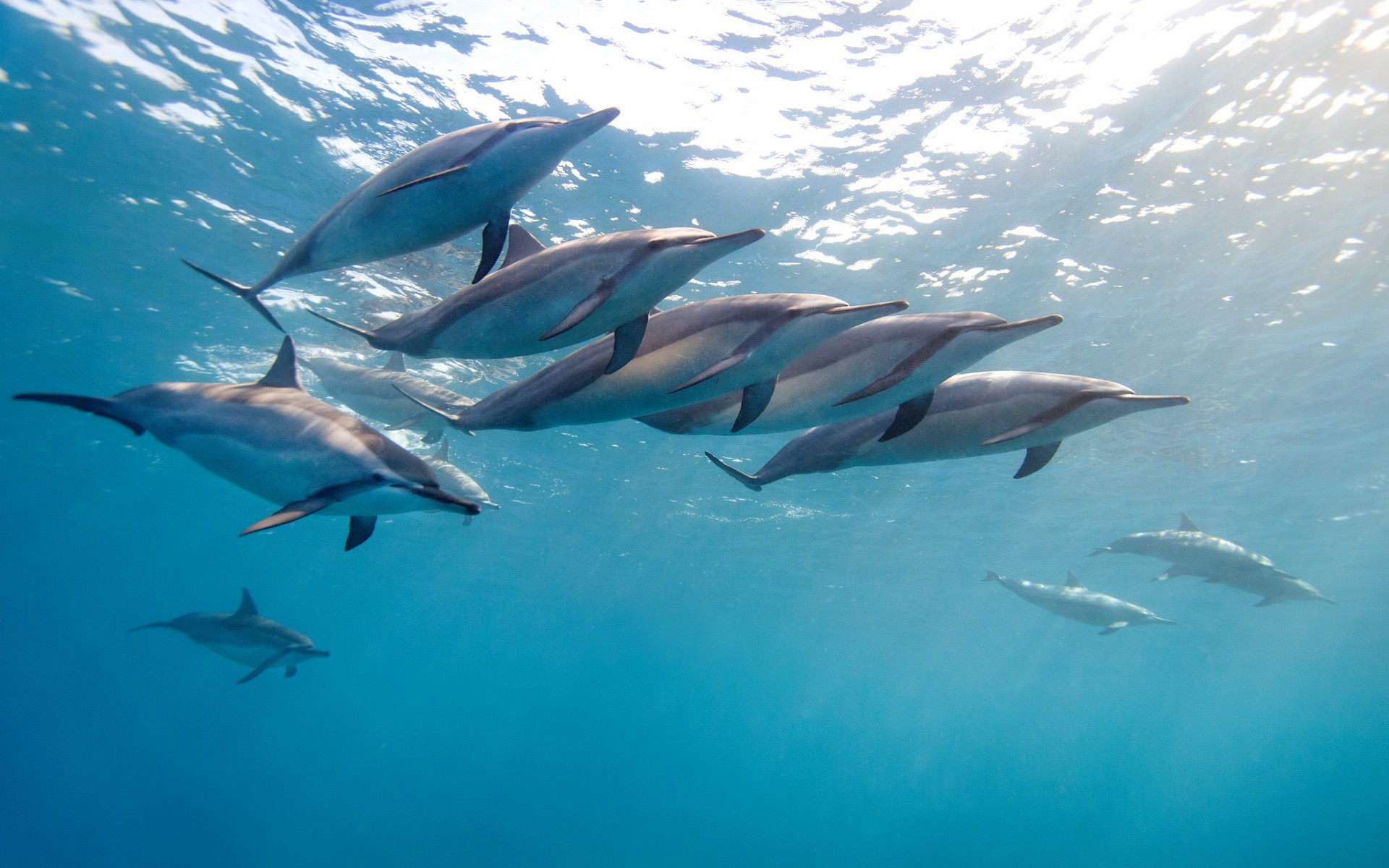 Dolphins Fish Photos Hd Wallpapers - School Of Dolphins - 1920x1200 ...