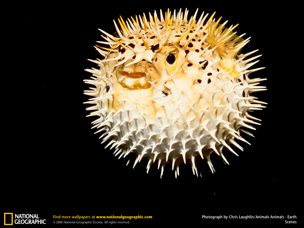 Puffer Fish Puff .gif - 1024x768 Wallpaper - teahub.io