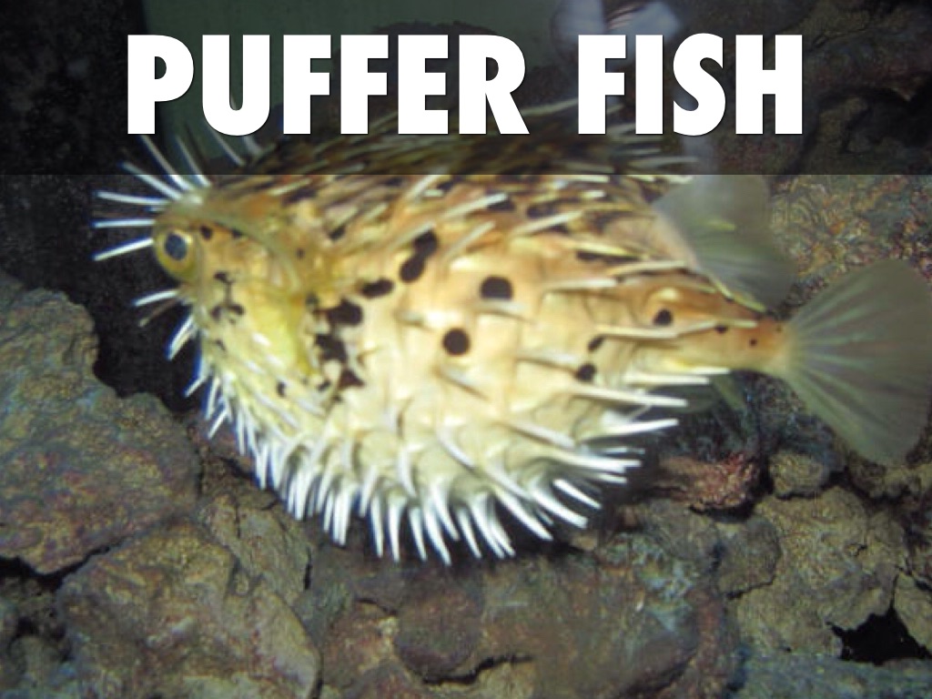 Puffer Fish - Blowfish - 1024x768 Wallpaper - teahub.io