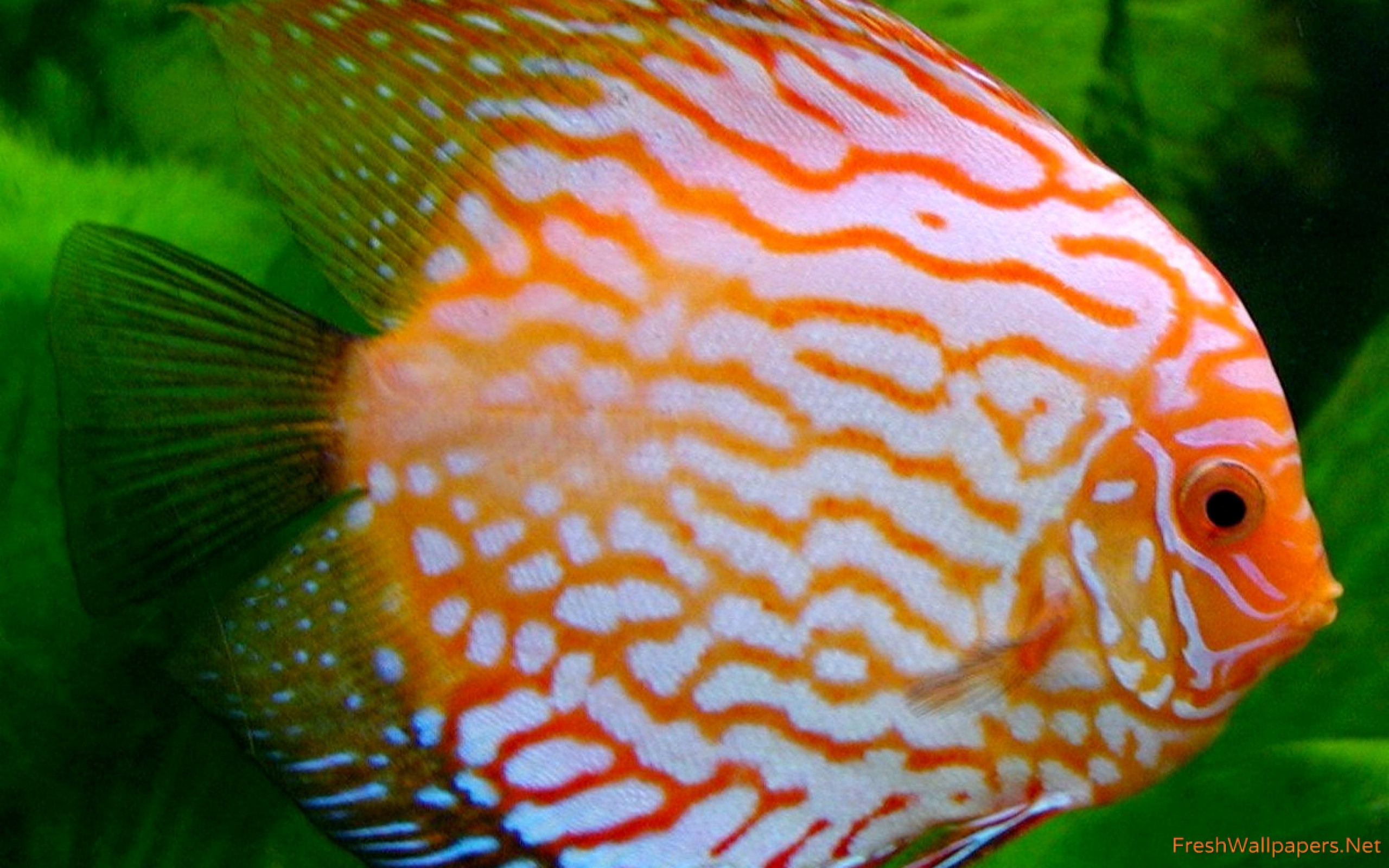 Fish Mobile Wallpaper - 2560x1600 Wallpaper - teahub.io