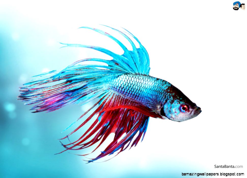 Aquatic Wallpaper - Dragon Fish - 972x698 Wallpaper - teahub.io