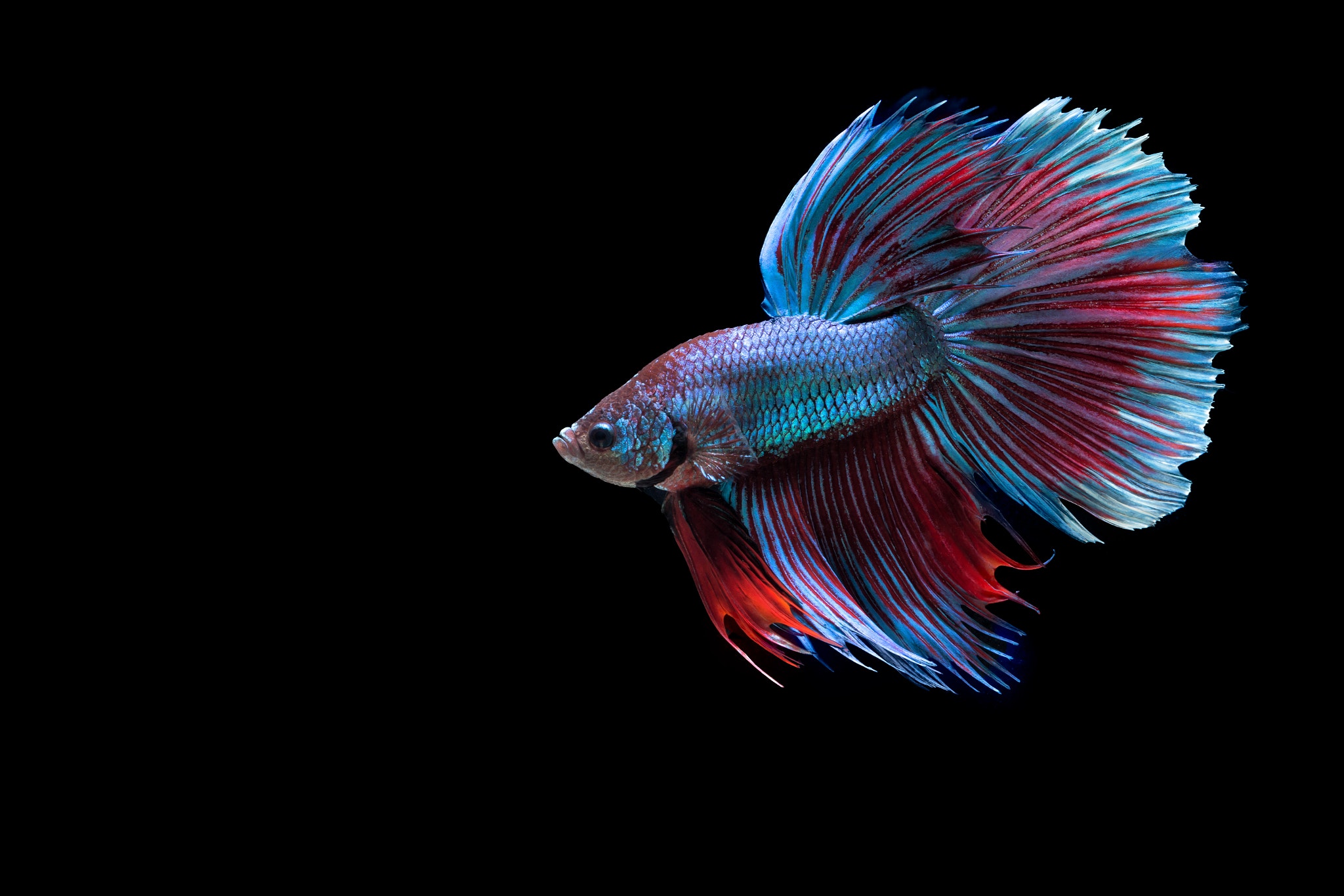 Siamese Fighting Fish - 2048x1365 Wallpaper - teahub.io