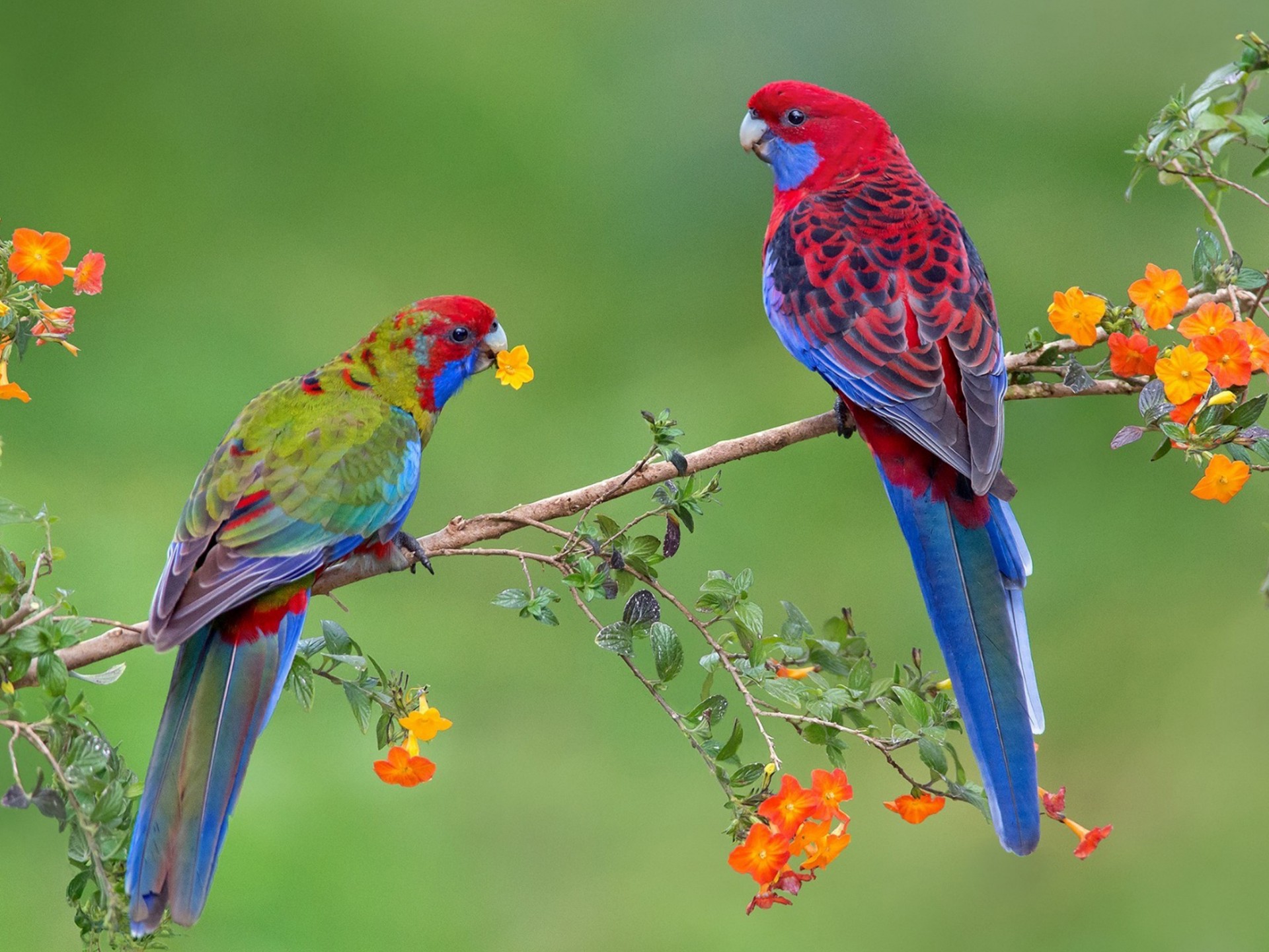 Wallpaper With Birds On Branches - 1920x1440 Wallpaper - teahub.io