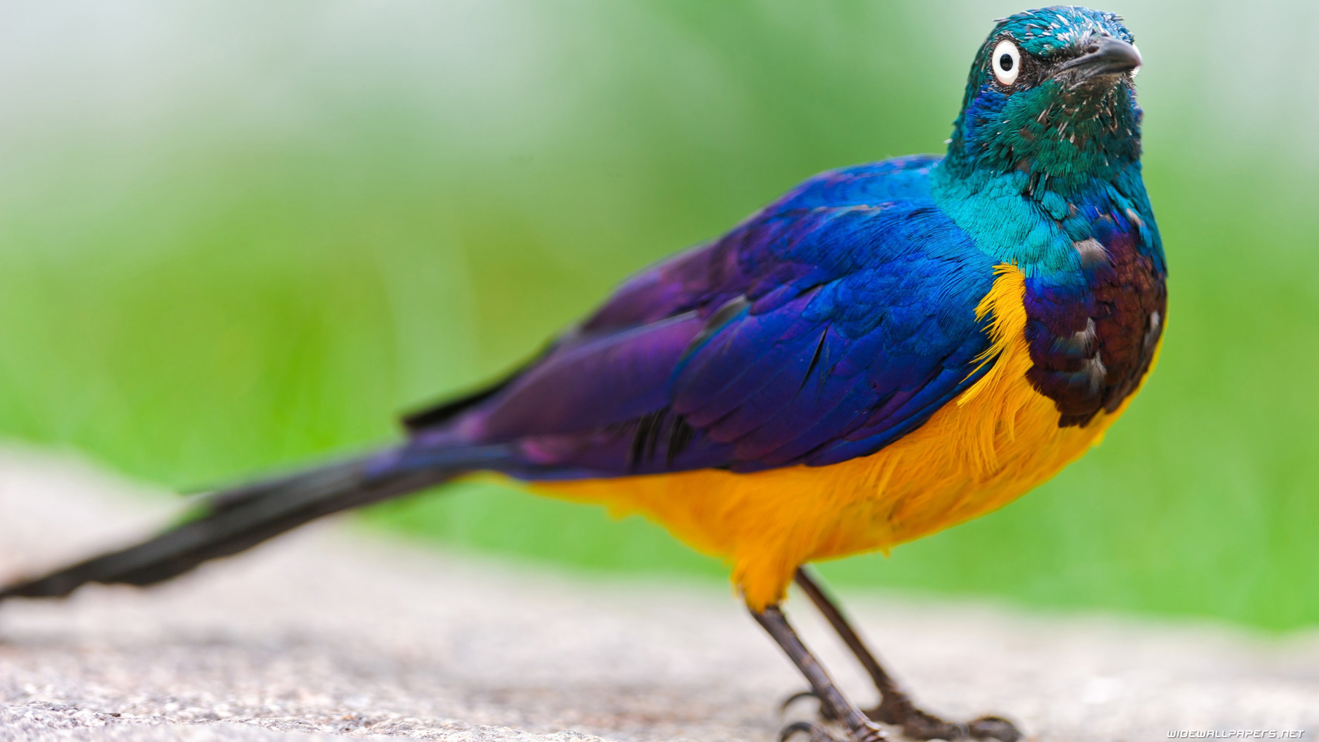 Live Hd Bird Wallpapers, Photos - Exotic Birds - 1920x1080 Wallpaper ...