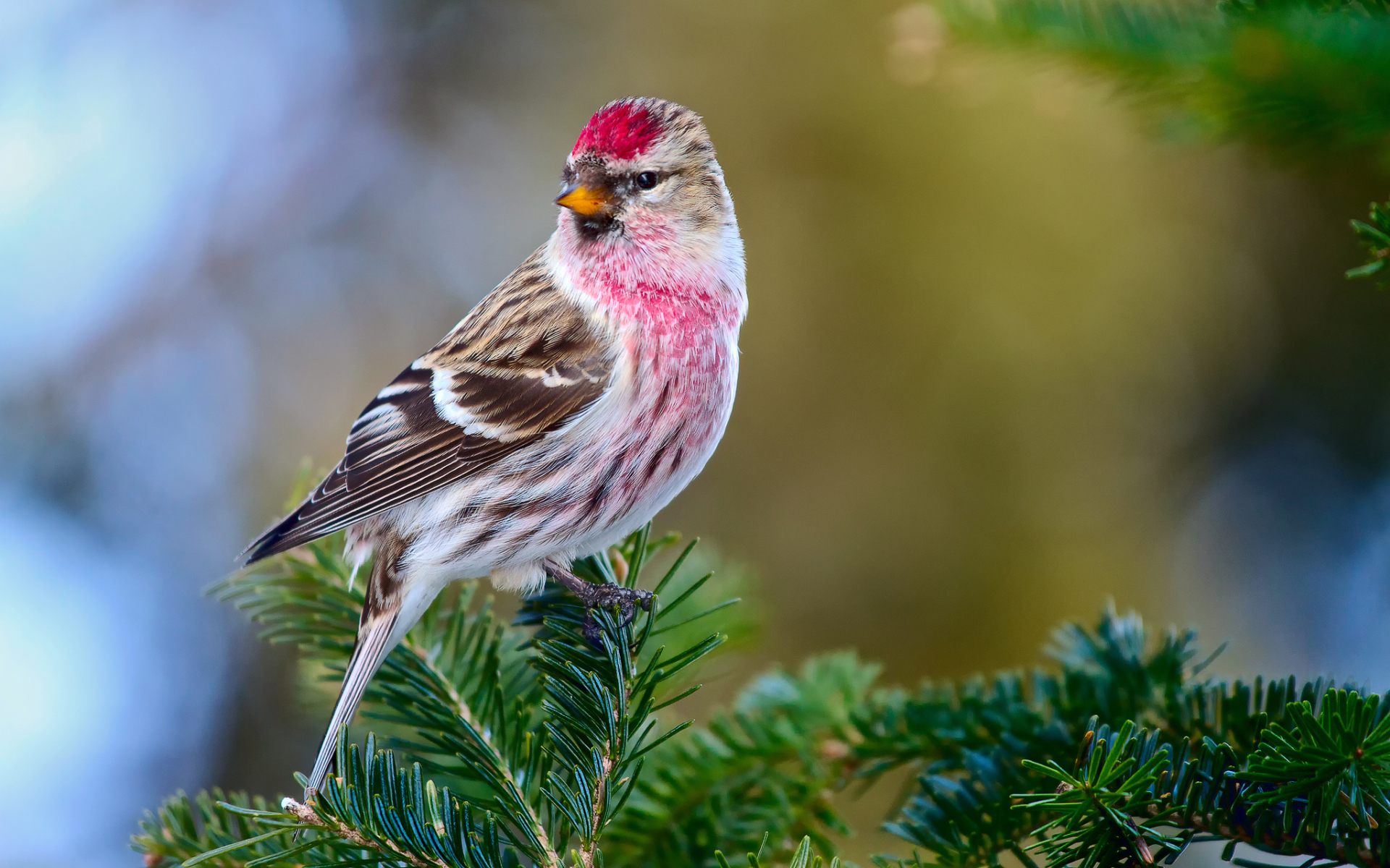 Songbird Hd - 1920x1200 Wallpaper - teahub.io