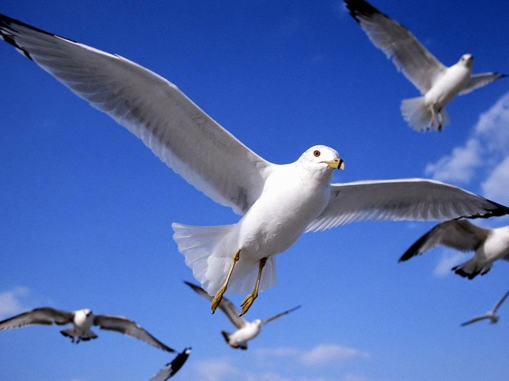 Flying White Birds Wallpaper - 1024x768 Wallpaper - teahub.io