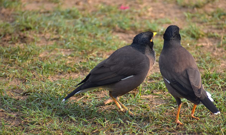 Two Mynas - 910x543 Wallpaper - teahub.io