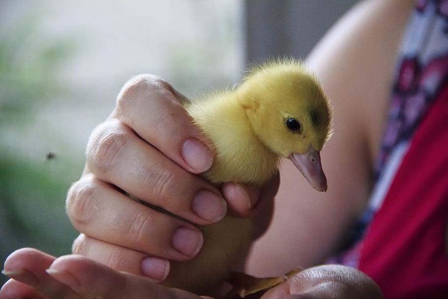 Duckling, Yellow, Cute, Furry, Bird, Young, Birds, - Duck - 910x607 ...