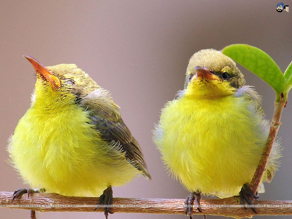 346 Hd Wallpaper Cute Birds Images Myweb