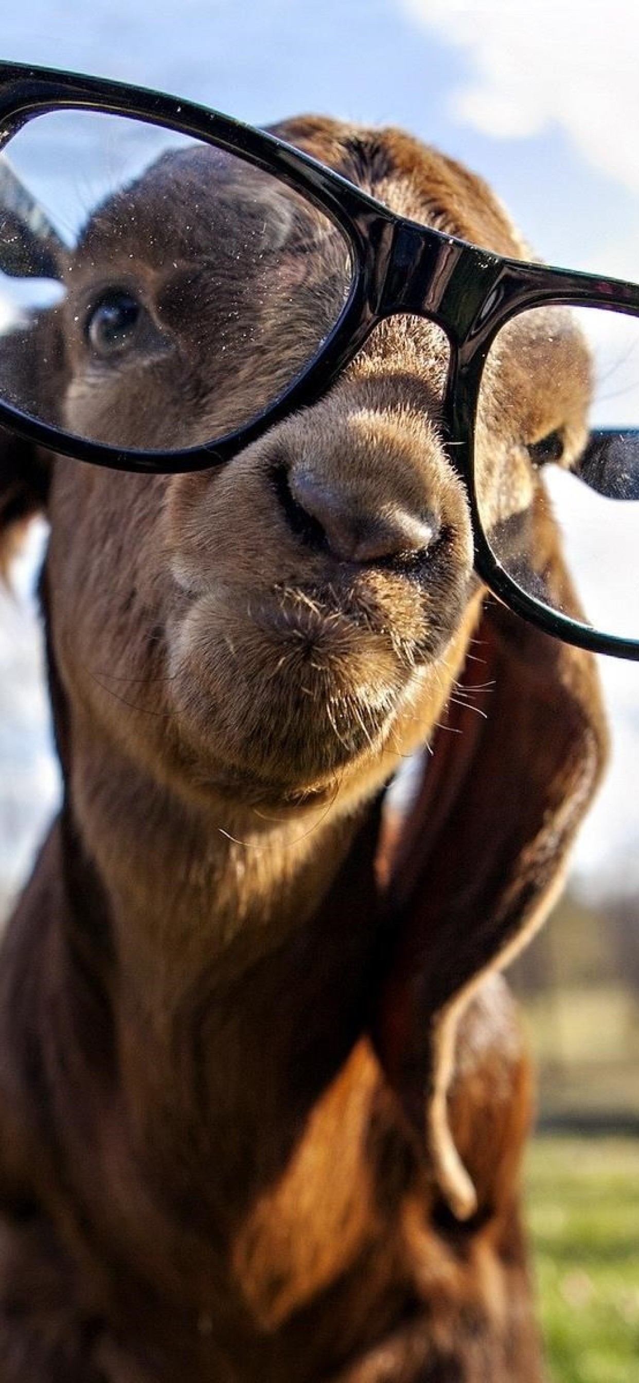 Billy Goat With Sunglasses - 1242x2688 Wallpaper - teahub.io
