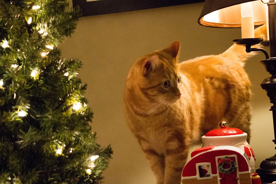 Christmas, Kitty, Holiday, Lights, Cat, Orange, Cat - Christmas Tree ...