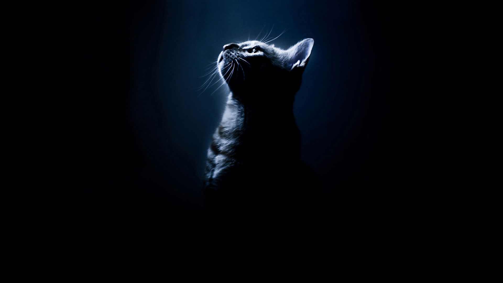 Cats In The Moonlight - 1920x1080 Wallpaper - teahub.io