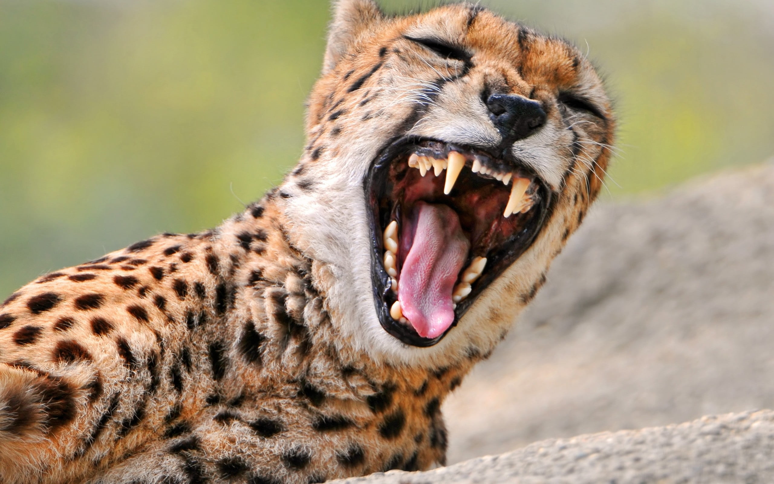 Cheetah Teeth - 2560x1600 Wallpaper - teahub.io
