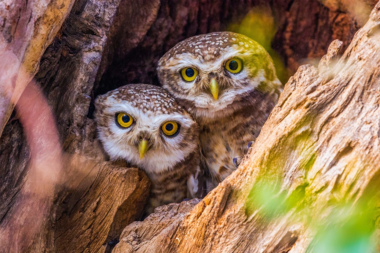 2 Owls - 1280x853 Wallpaper - teahub.io