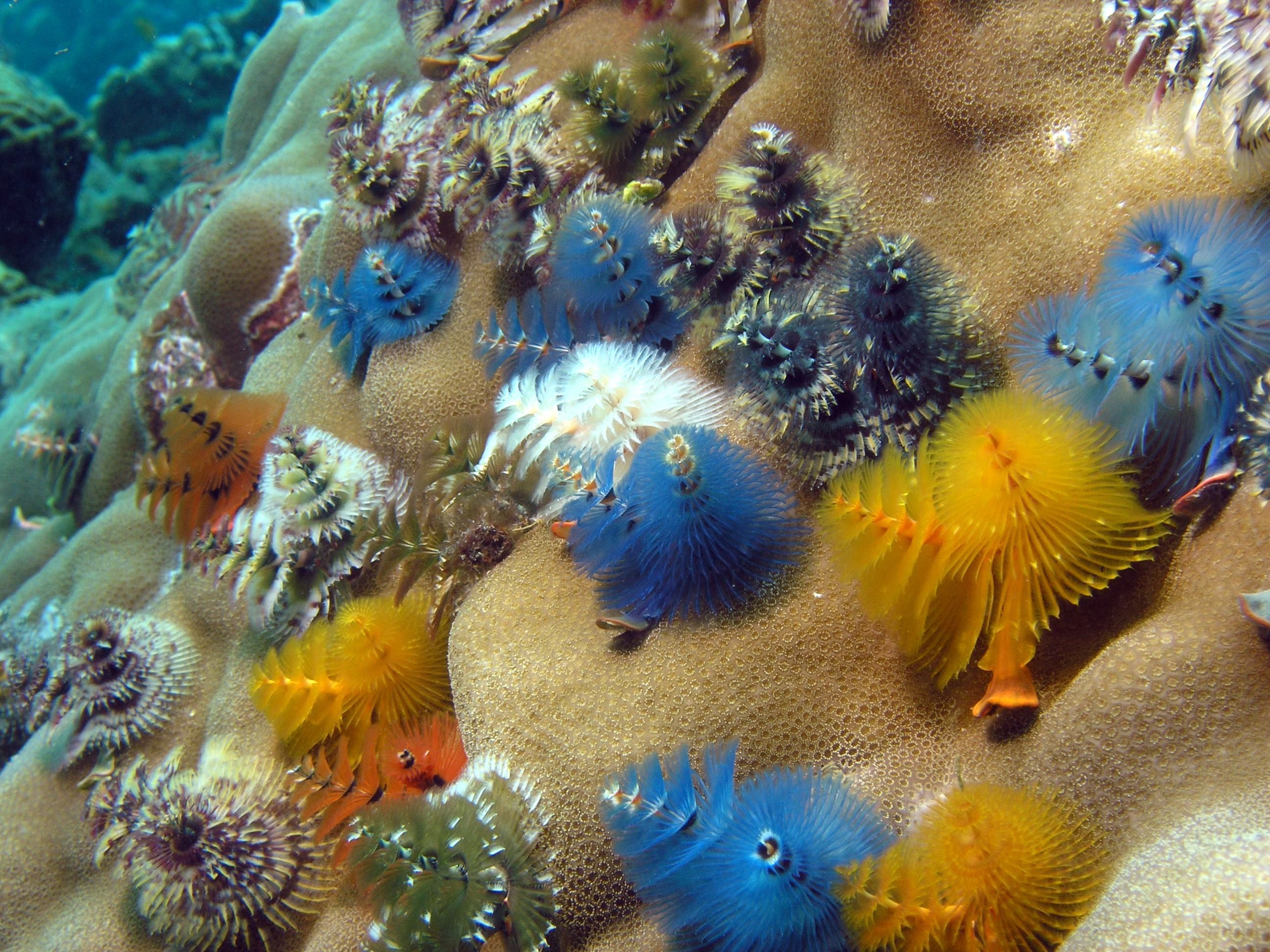 Christmas Tree Worm Reef Tank 2592x1944 Wallpaper