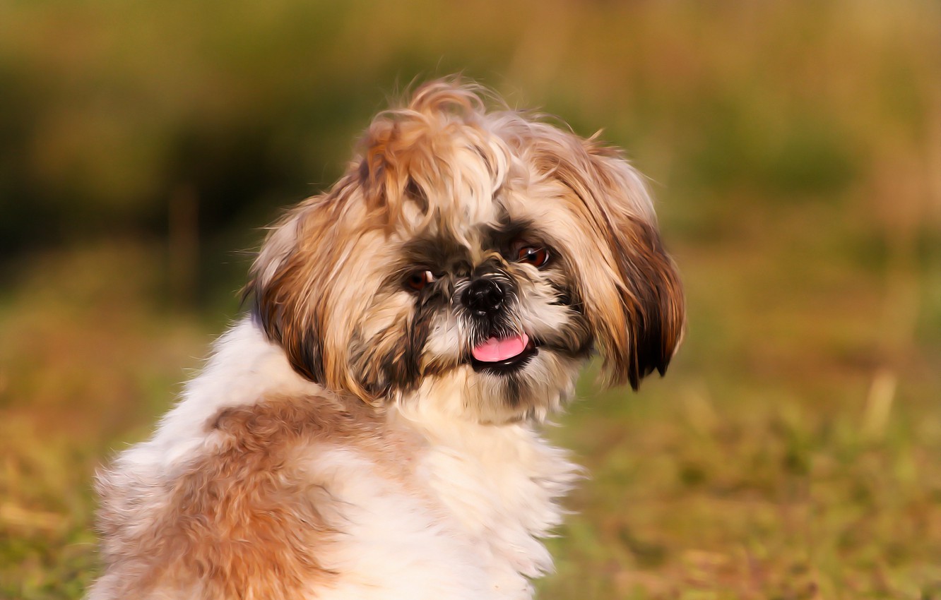 Photo Wallpaper Background, Each, Dog, Shih Tzu - Dog - 1332x850 ...