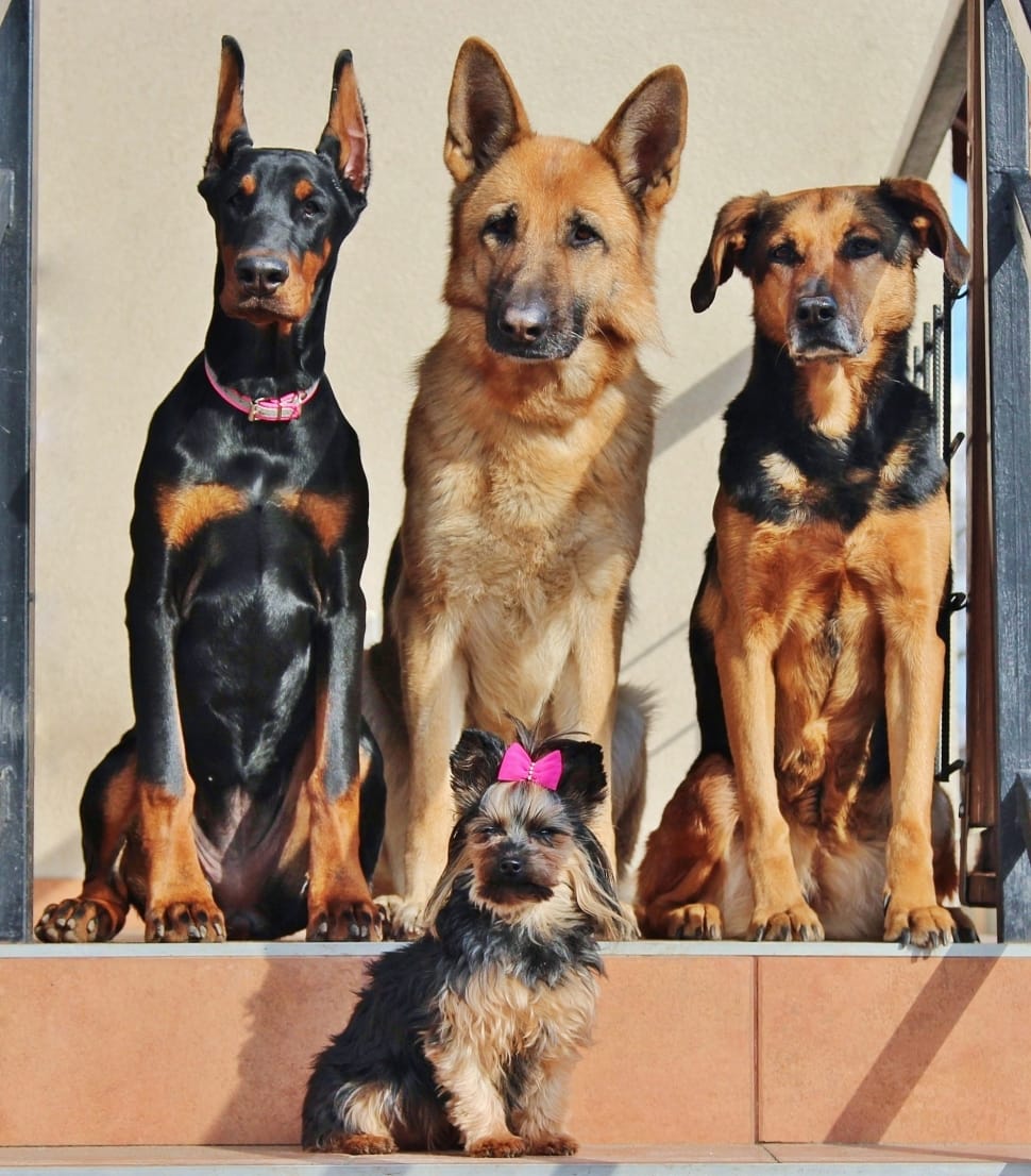 Are German Shepherds Good With Yorkies