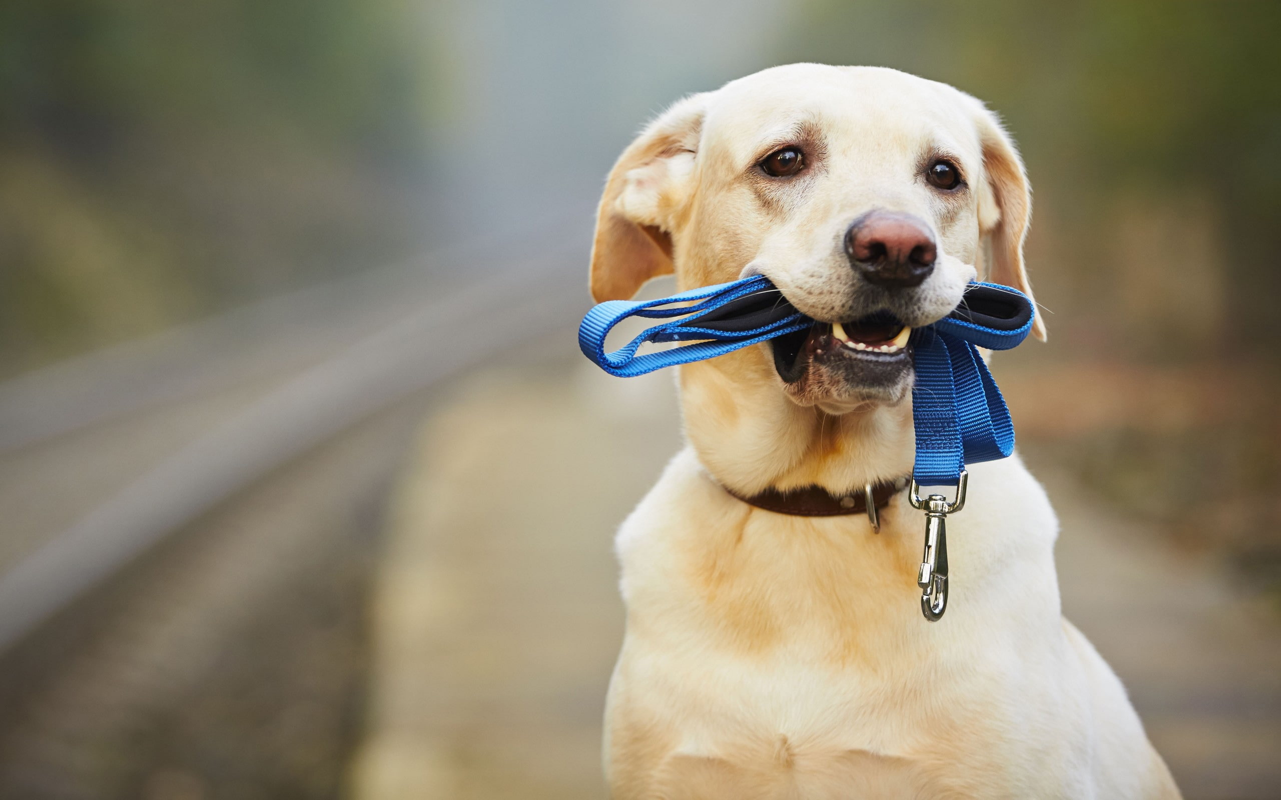 Dog Ready For Walk - 2560x1600 Wallpaper - teahub.io