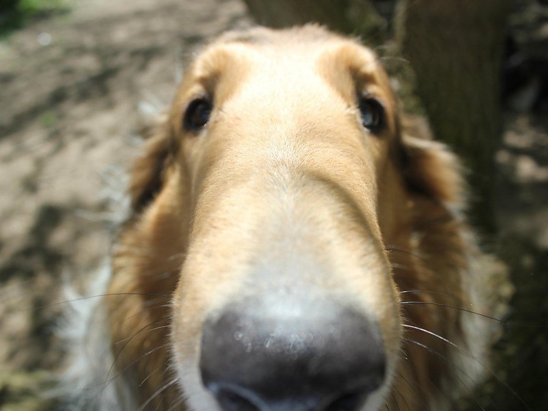 What Is Collie Nose