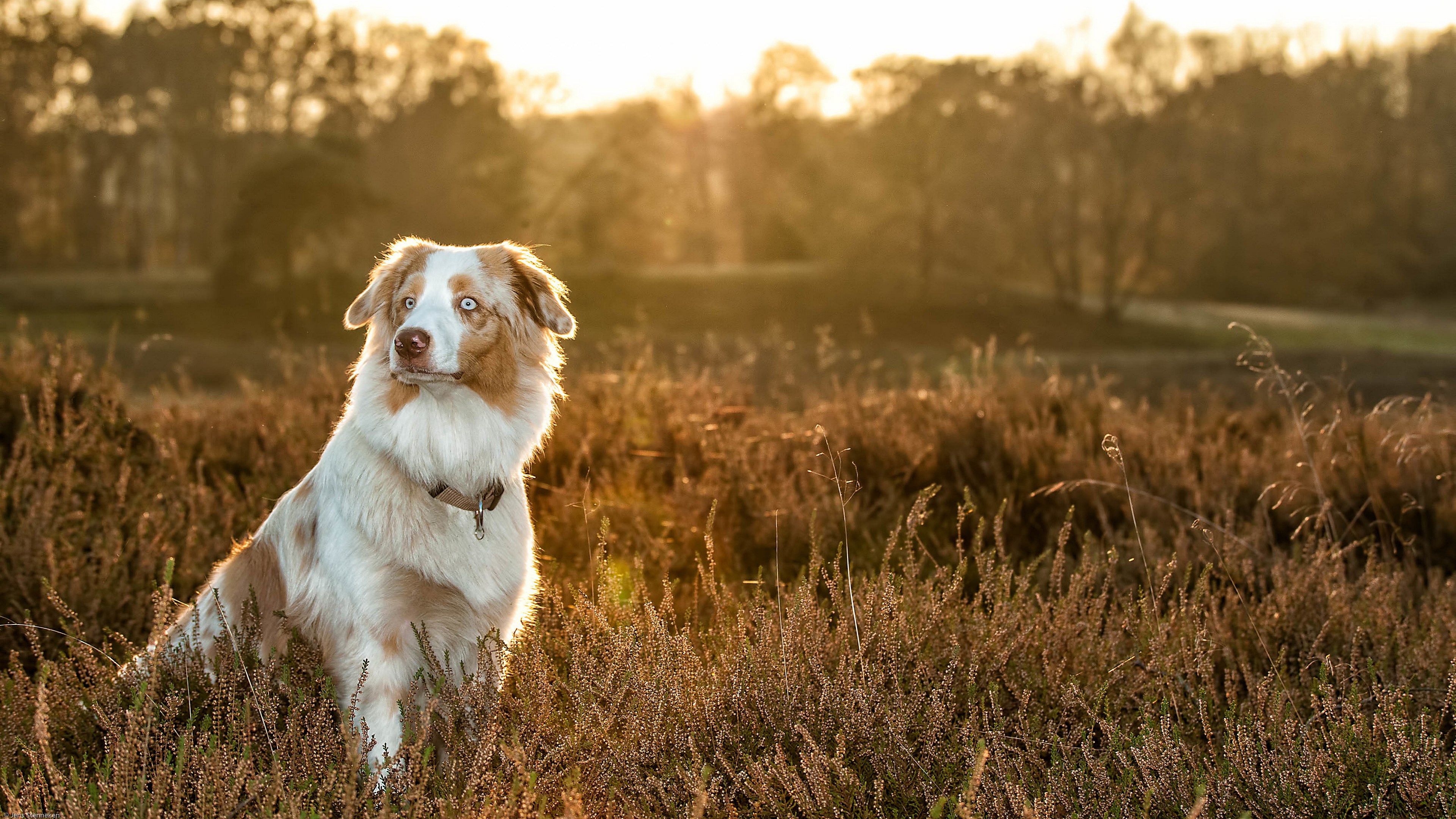 Australian Shepherd - 3840x2160 Wallpaper - teahub.io