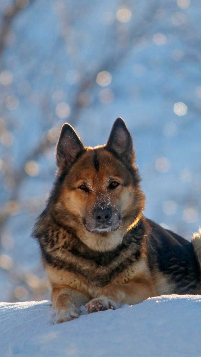Dog In Snow German Shepherd - 640x1136 Wallpaper - teahub.io