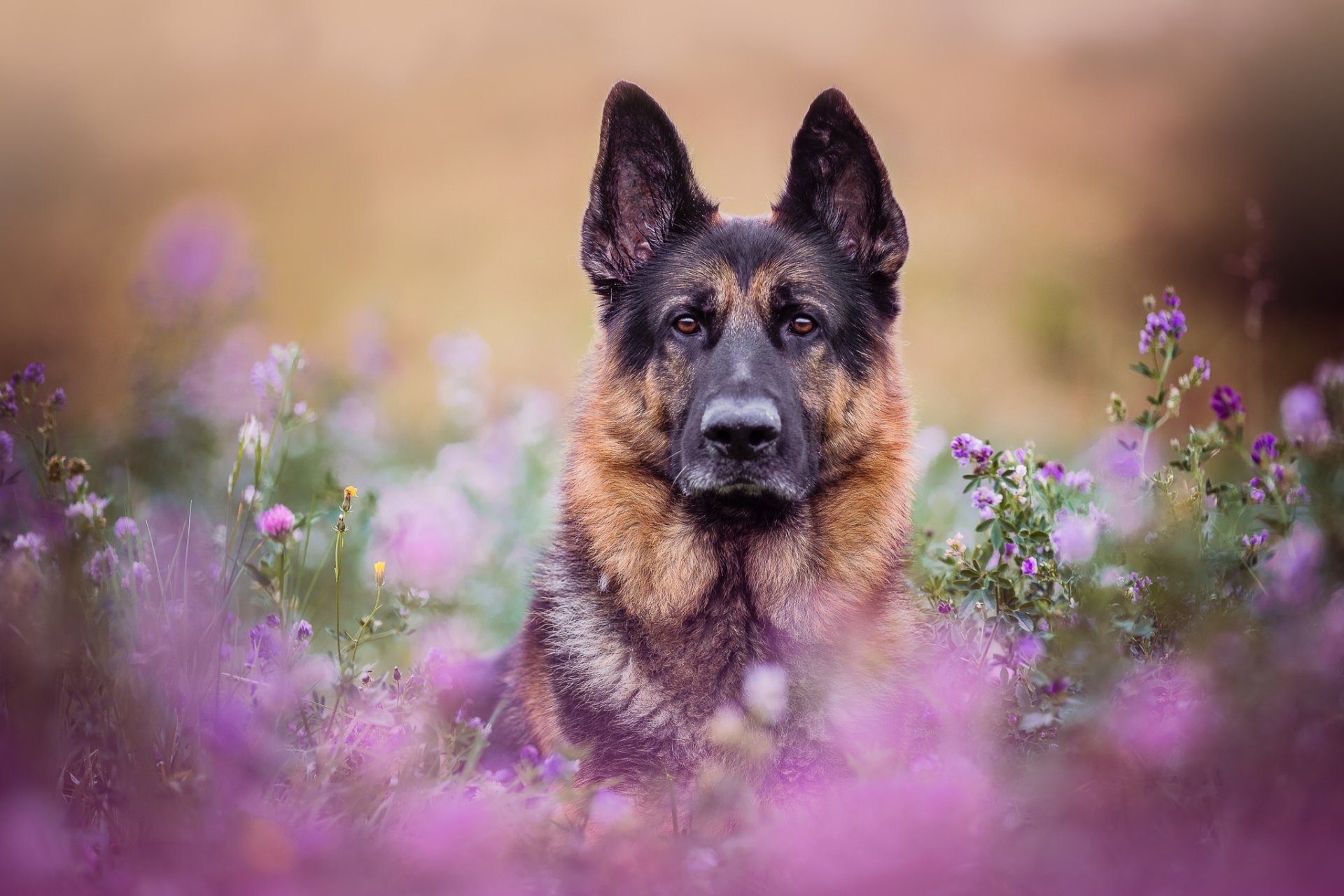 Purple German Shepherd - 1920x1280 Wallpaper - teahub.io