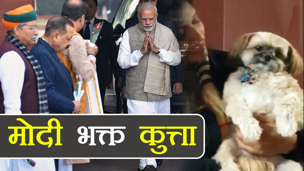 Modi Kutta - 1280x720 Wallpaper - teahub.io