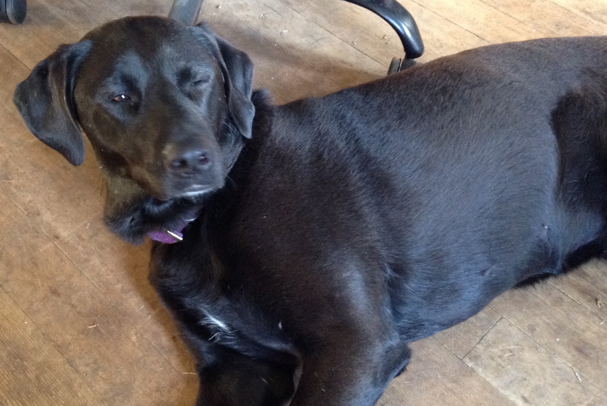 Black Lab Wallpaper - Female Black Lab Mix - 2034x1361 Wallpaper ...