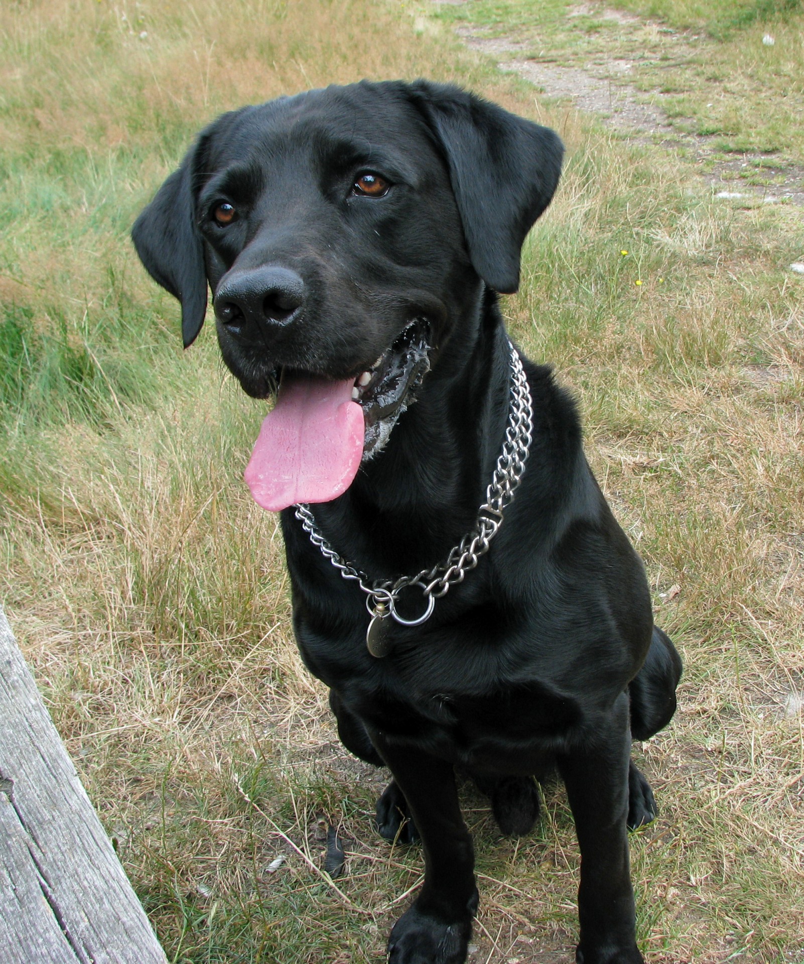 Dog Labrador Labrador retriever Free Photo - 1602x1920 Wallpaper ...