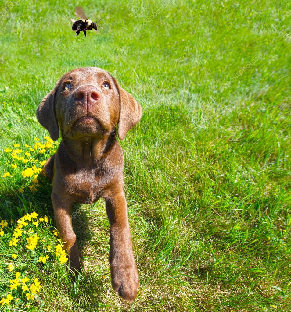 Dog And Bee - 954x1024 Wallpaper - teahub.io
