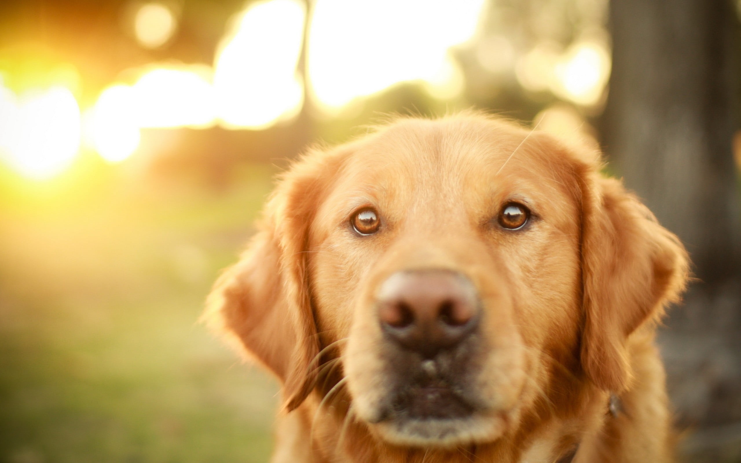 Amazing Dog - 2560x1600 Wallpaper - teahub.io