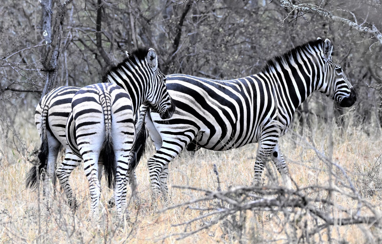 Zebra Strip Background Portrait