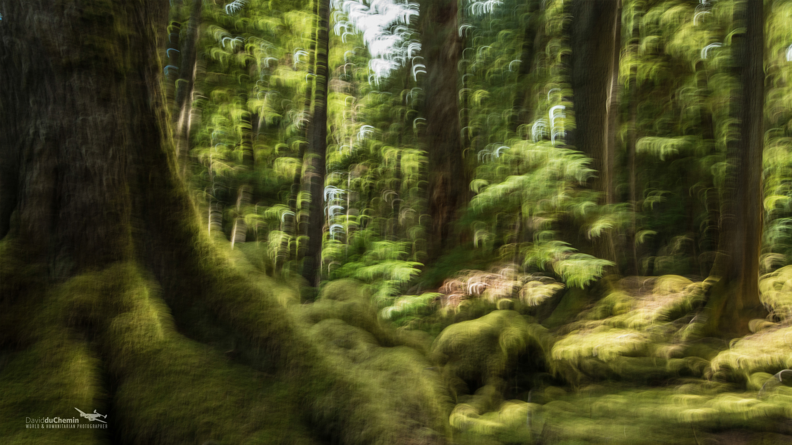 Old-growth Forest - 2560x1440 Wallpaper - teahub.io